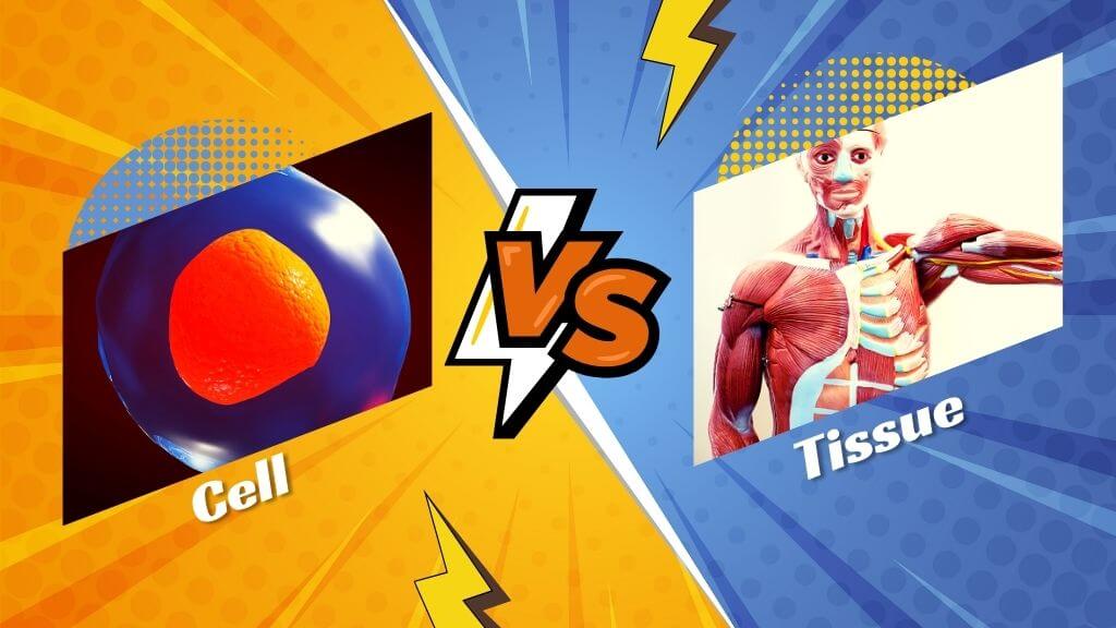 What Is The Difference Between Cell And Tissue 